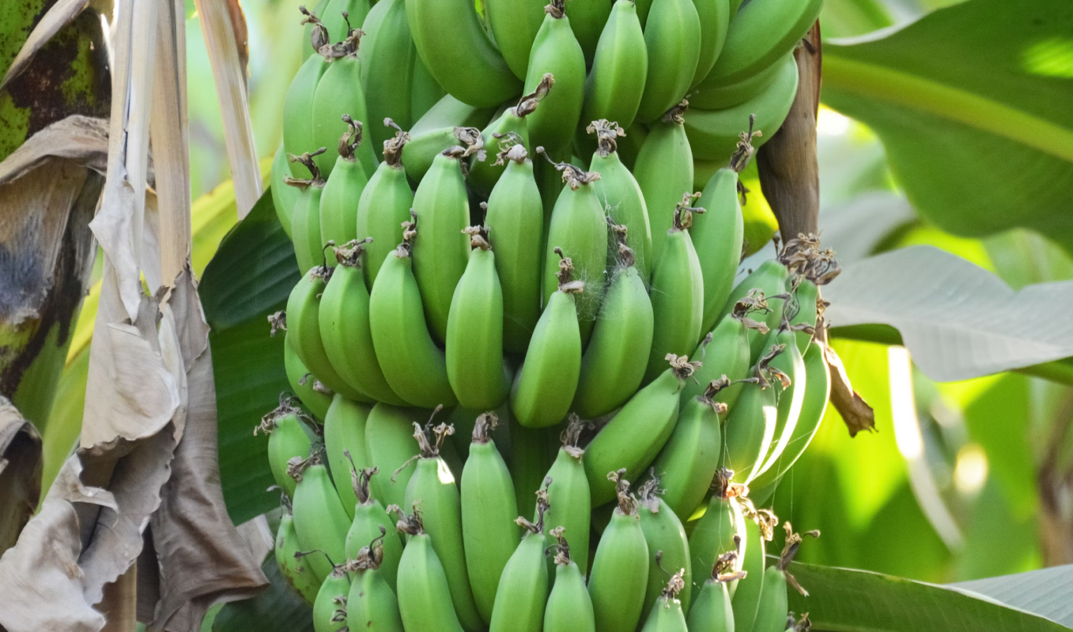 Så här ska du ta hand om bananplantan - SmartaTips
